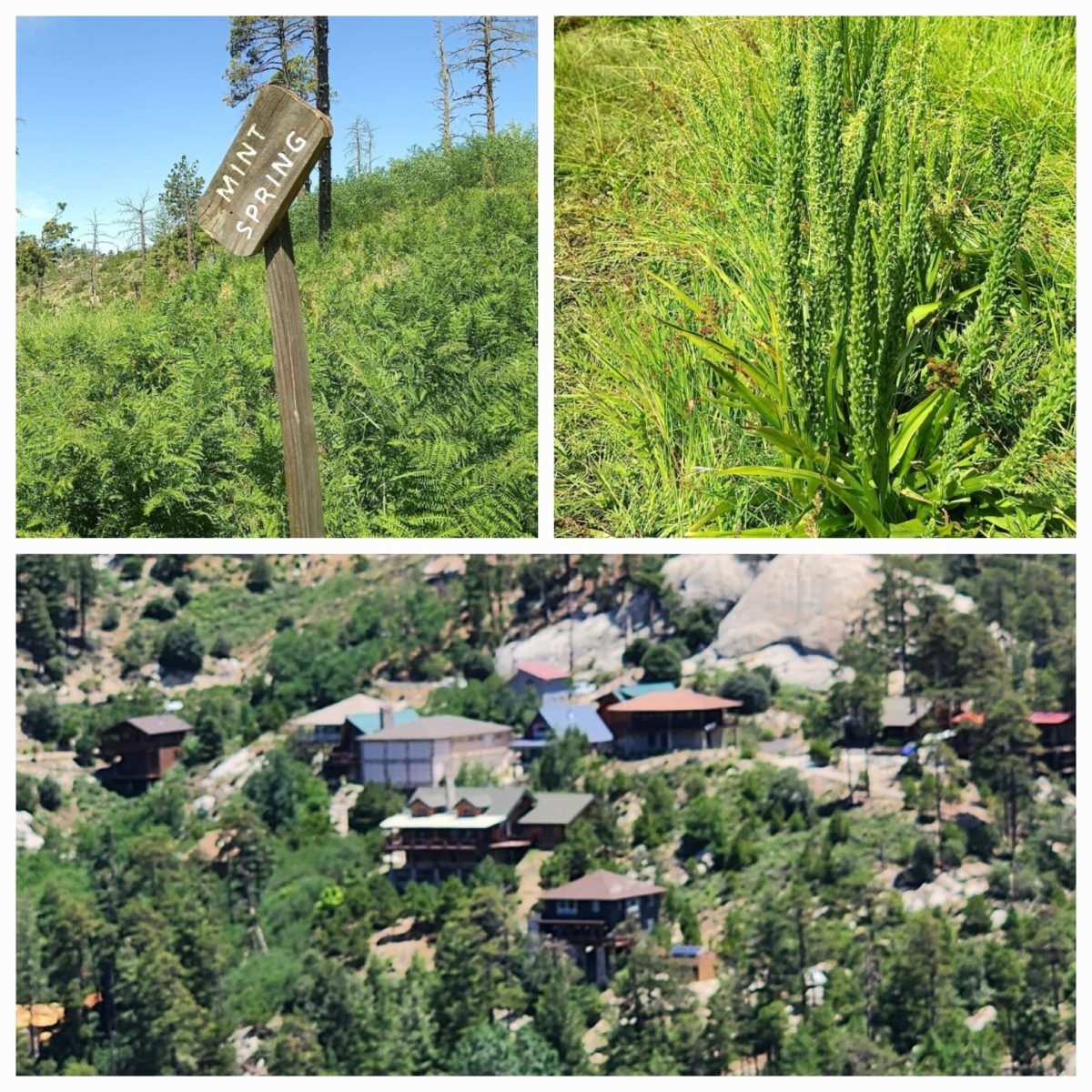 Mint Spring Trail Hike-Mt. Lemmon - Sabino Canyon Volunteer Naturalists