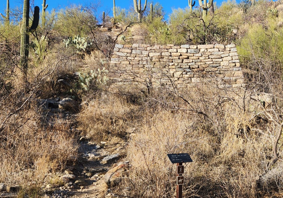 Let's Explore Sabino Tomorrow!!! - Sabino Canyon Volunteer Naturalists