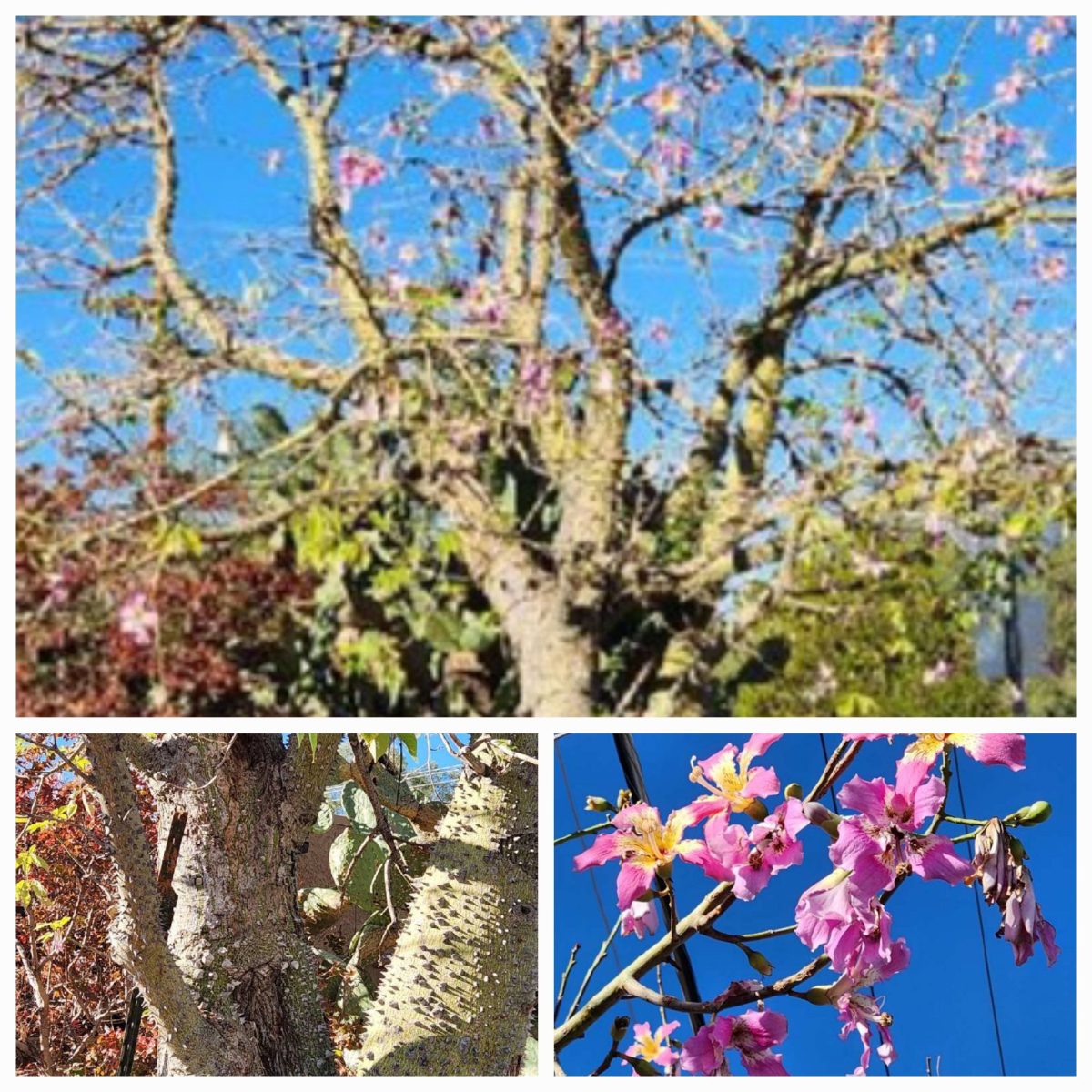 Mystery Tree!!!! - Sabino Canyon Volunteer Naturalists