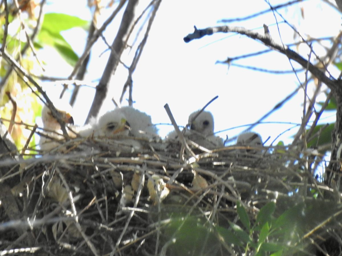 Cooper’s hawk chicks in the Dam area