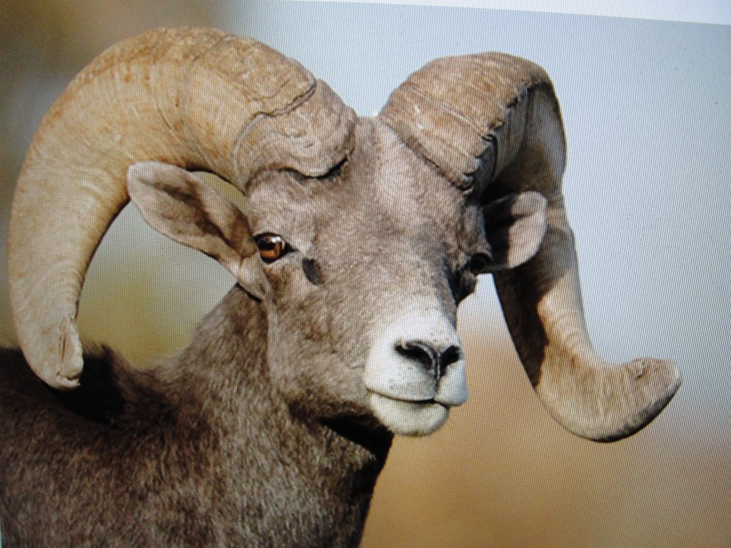 Catalina Desert bighorn Sheep Transplant: Eleven Years Later