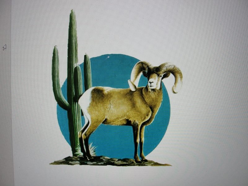 Catalina Desert Bighorn Sheep Transplant: Eleven years Later