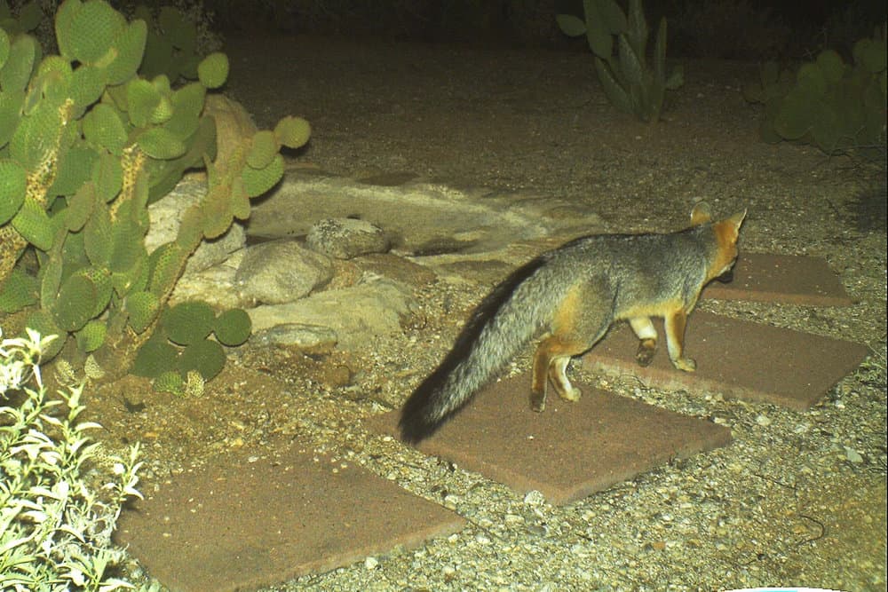 Gray Fox