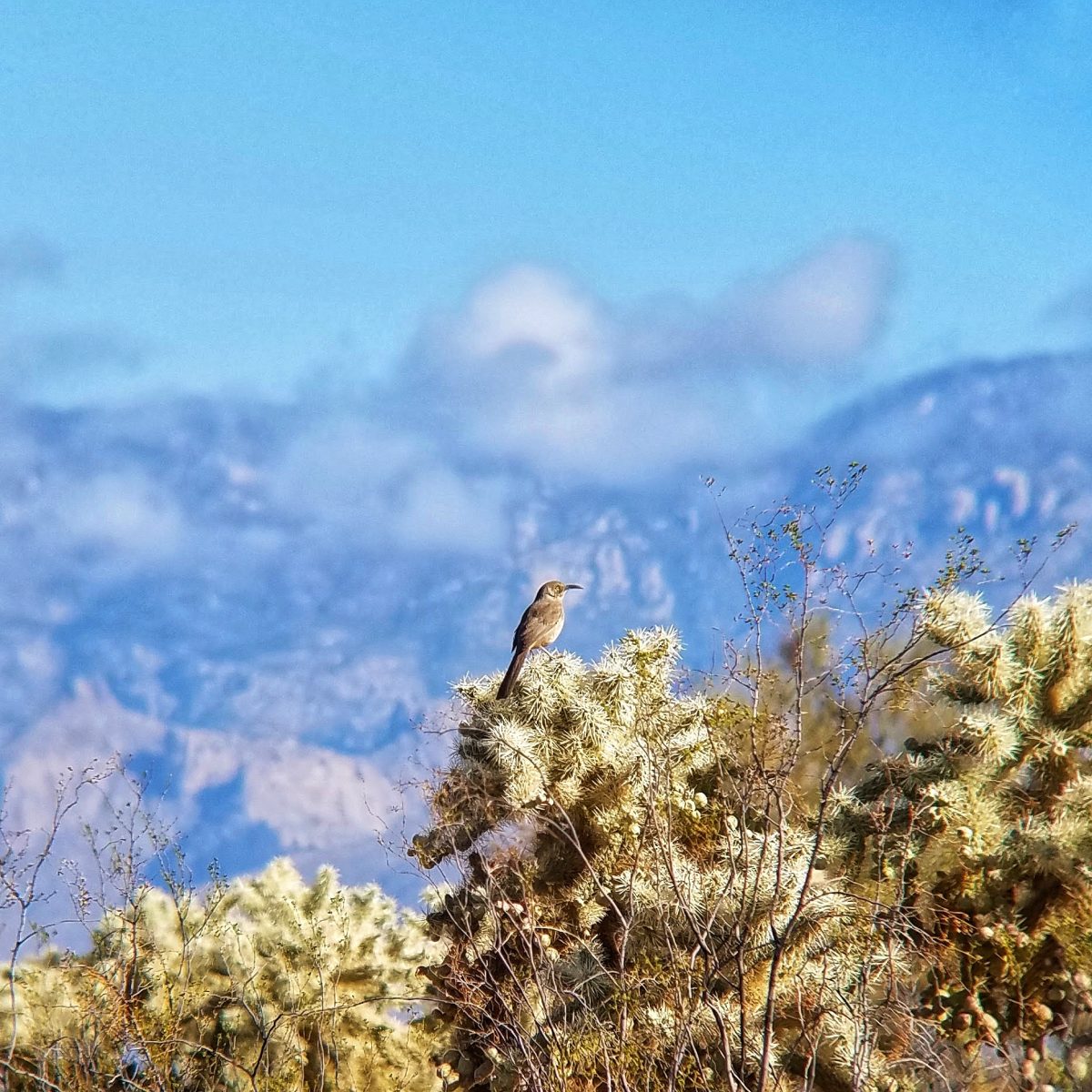 Sabino Canyon Saunter Bird Walk - Sabino Canyon Volunteer Naturalists