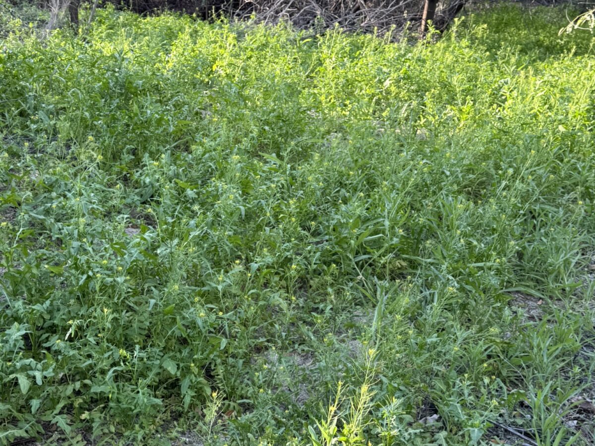 Rocket Cleanup Riparian area