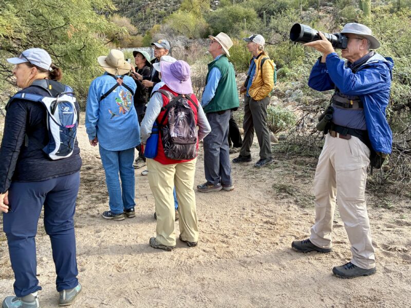 Jan 2, 2026: Birds in Sabino Canyon