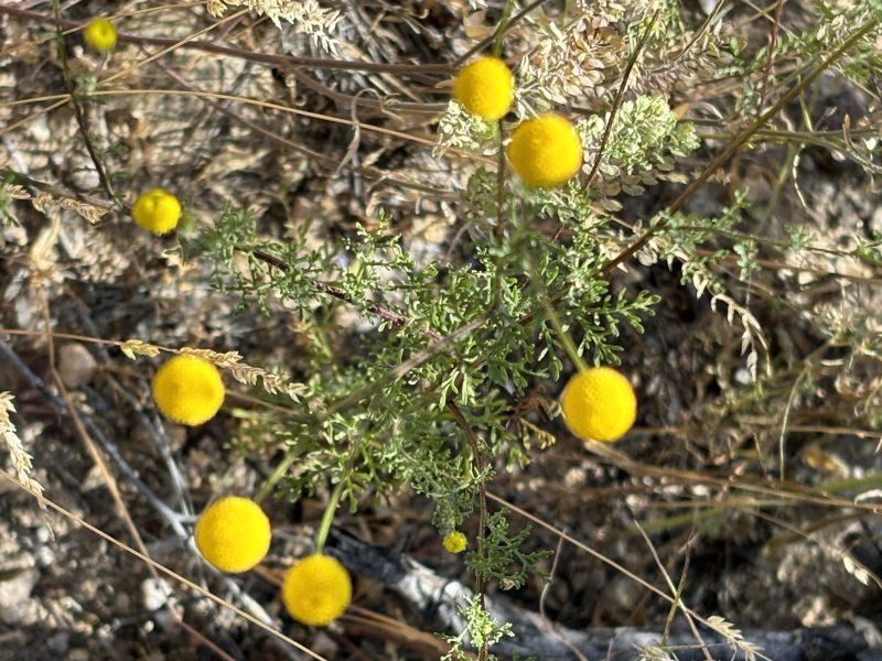 Stinket Removal Precautions