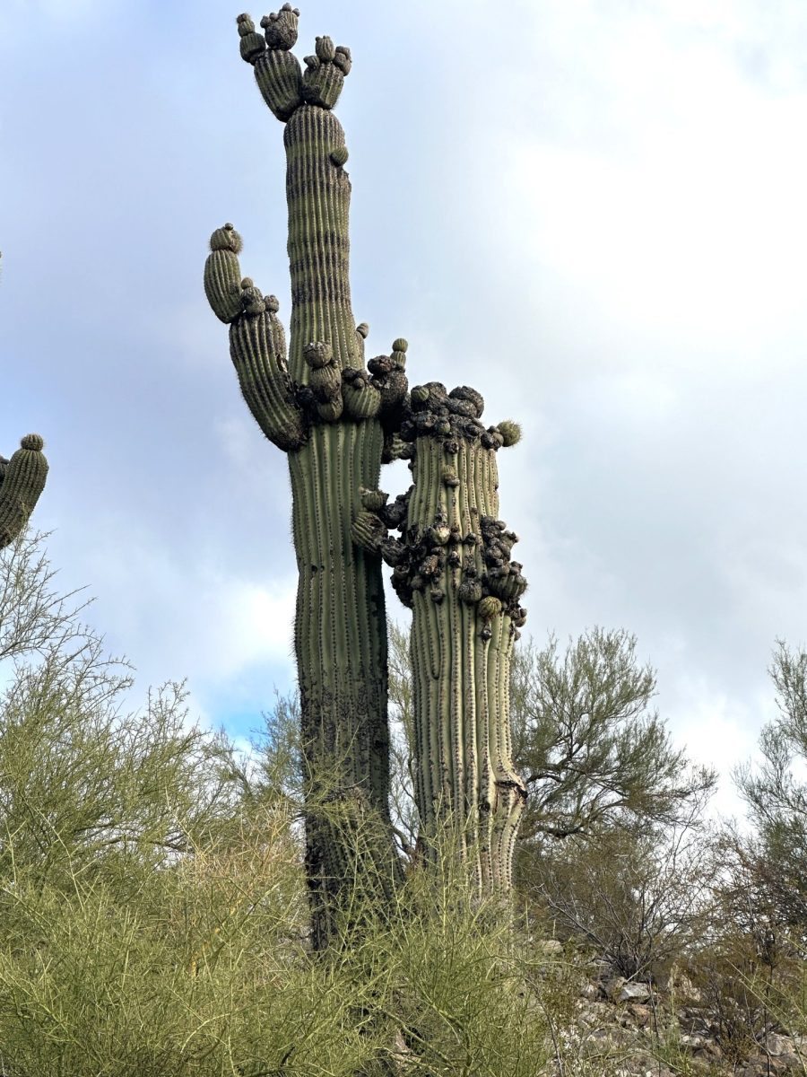 What happened to these saguaros? - Sabino Canyon Volunteer Naturalists