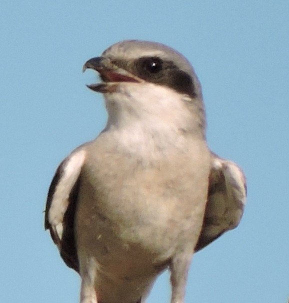 Oct 6, 2023: Birds in Sabino - Sabino Canyon Volunteer Naturalists