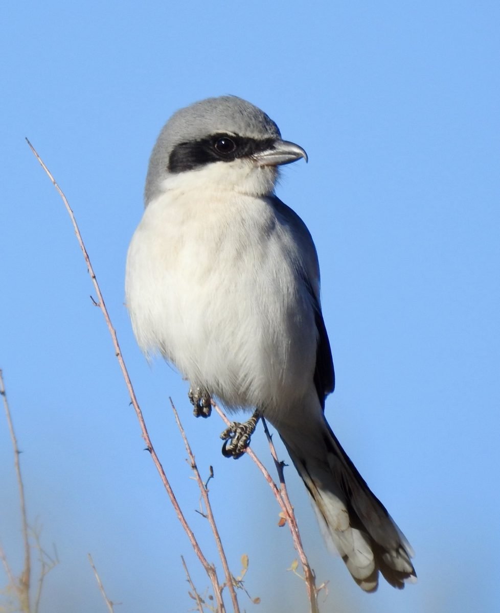 12/1/2023: Birds of Sabino - Sabino Canyon Volunteer Naturalists