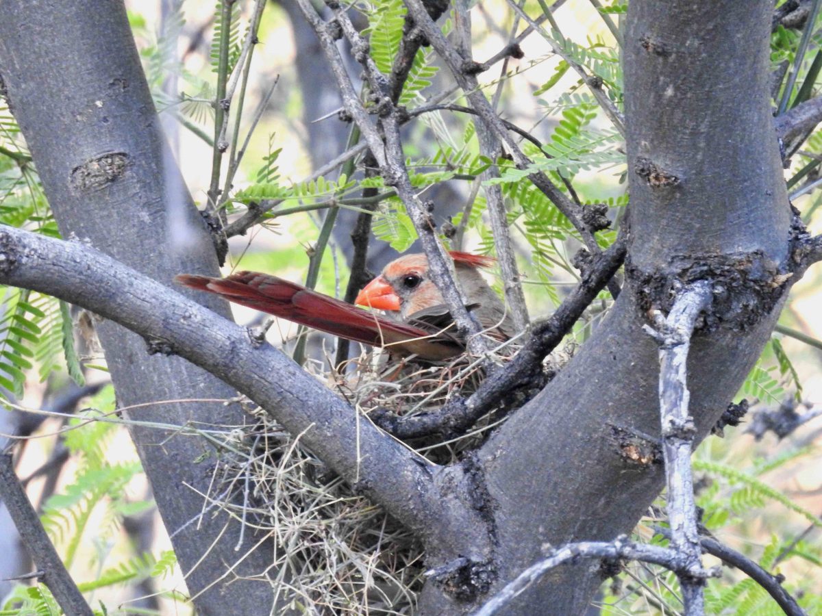 April 24: Birds in Sabino Canyon