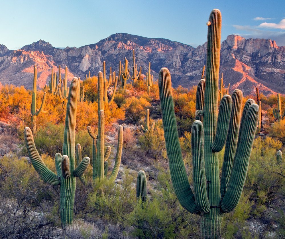 The Biodiversity of the Catalinas - Sabino Canyon Volunteer Naturalists
