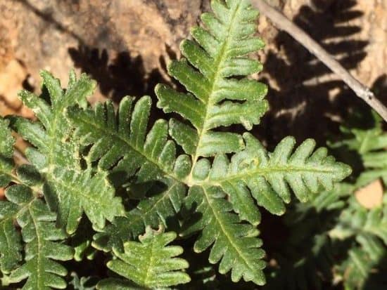 Desert Ferns