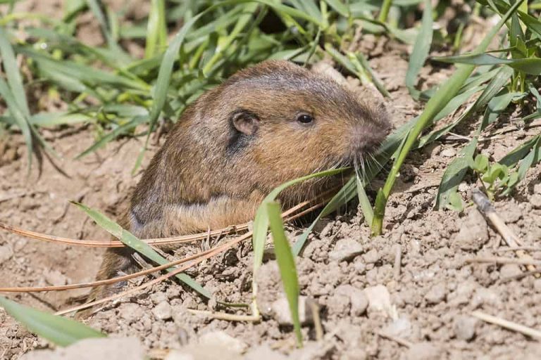 Botta’s Pocket Gopher