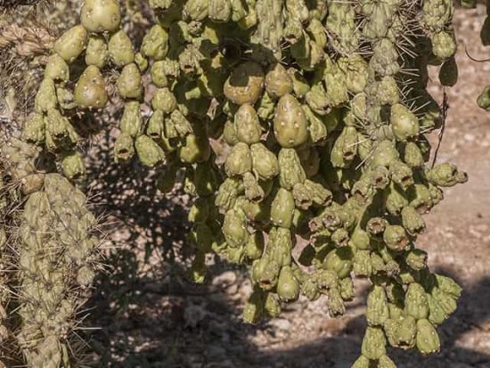 Chain Fruit Cholla