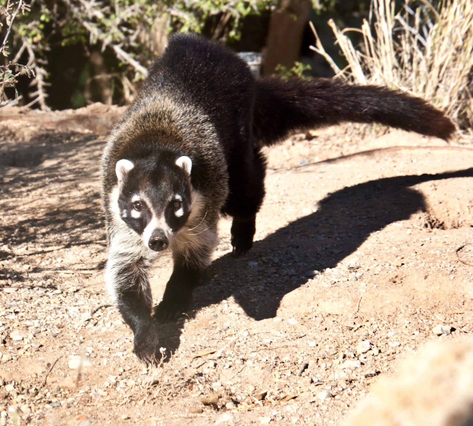 Coati