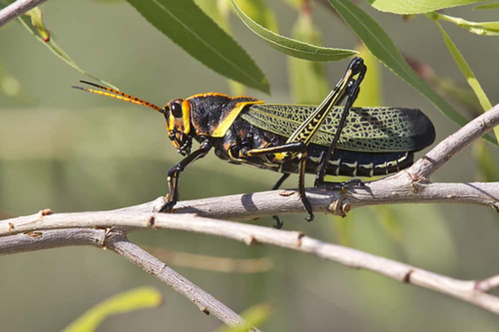 Crickets, Grasshoppers, and Katydids 2