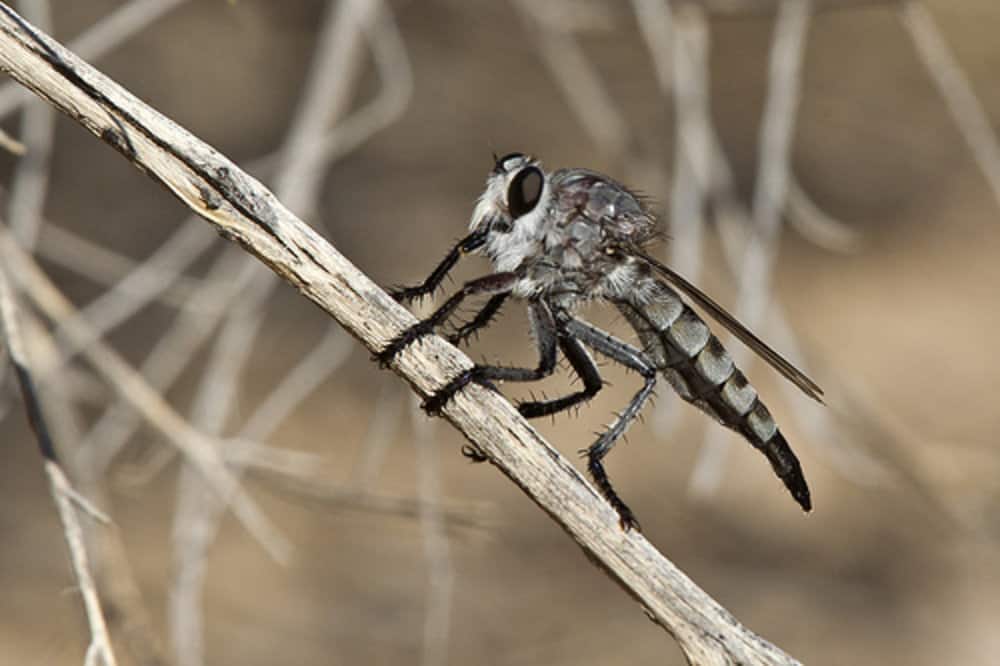 Flies 2