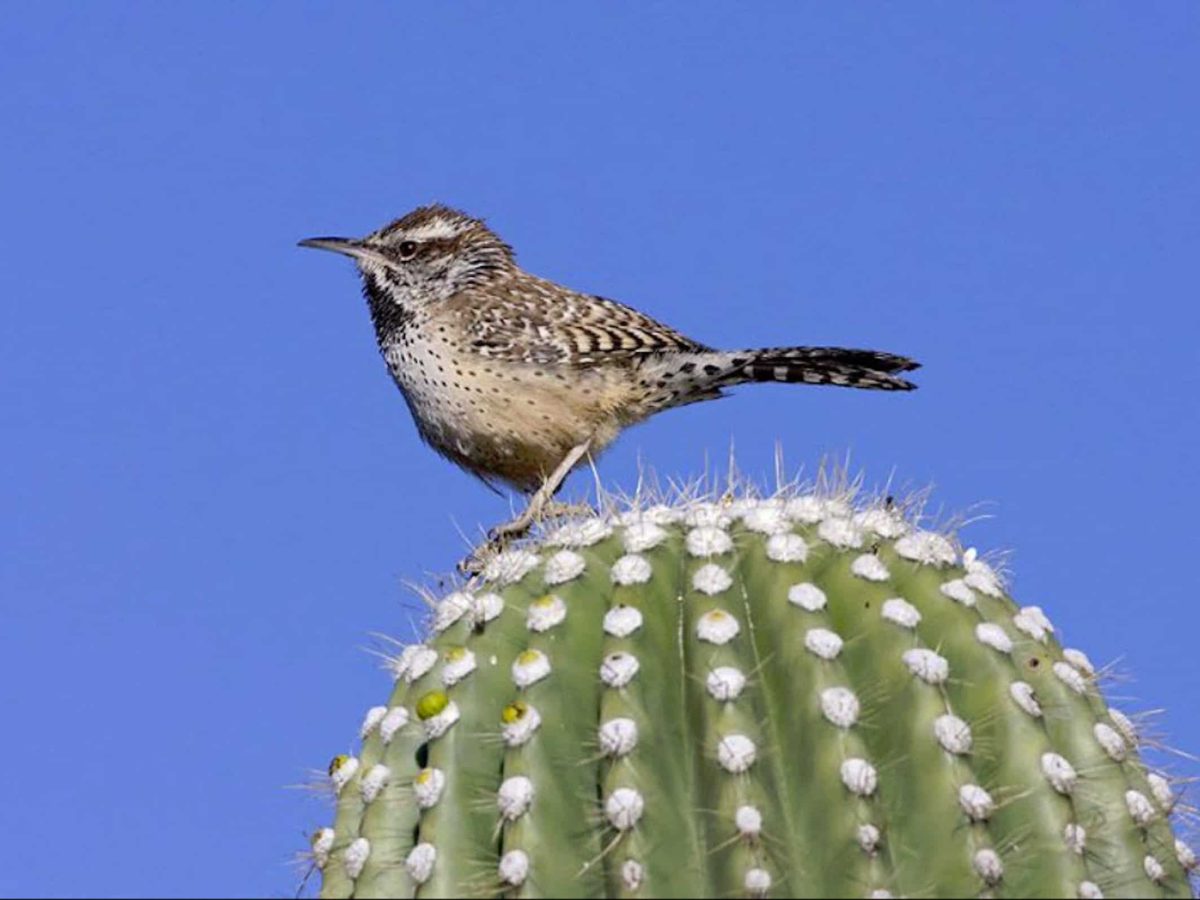 Birds