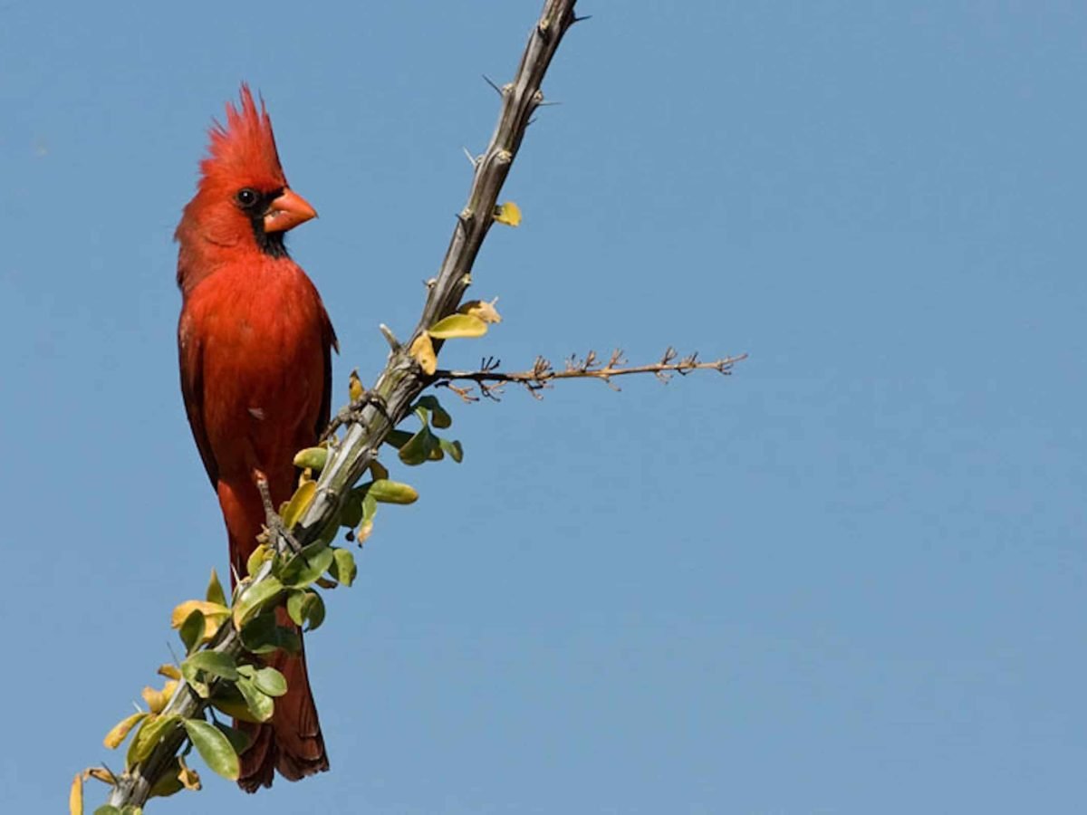 Birds