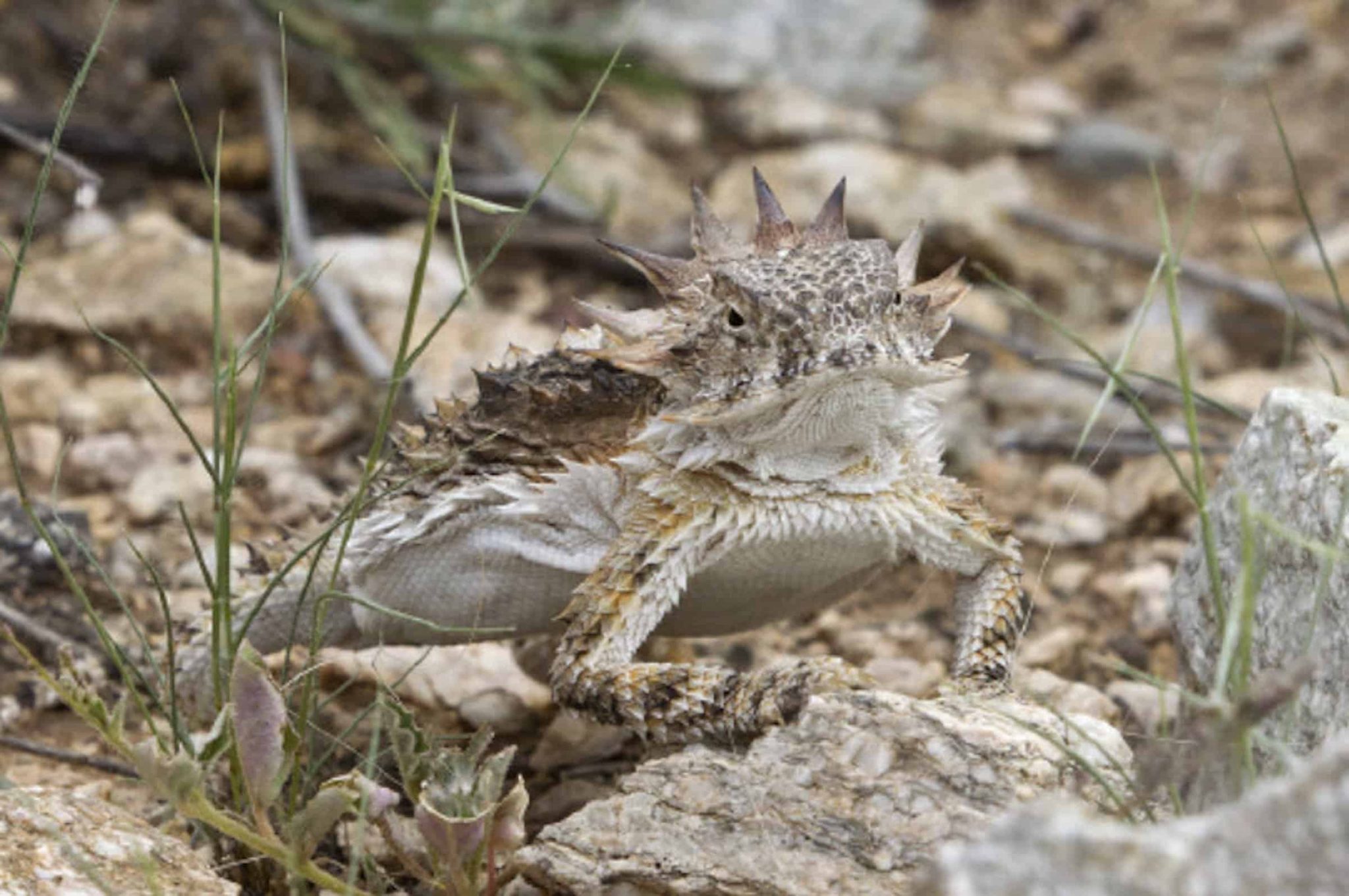 Regal Horned Lizard
