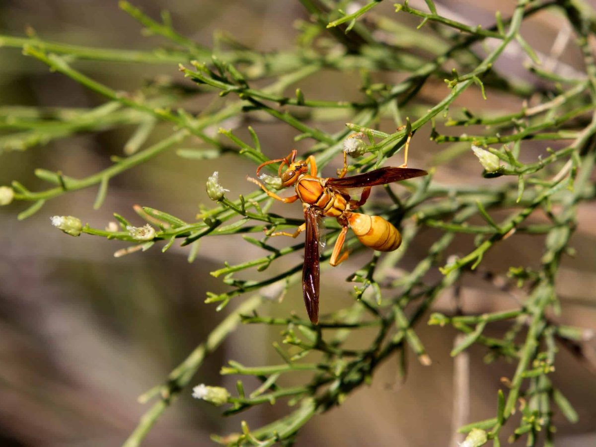 Insects