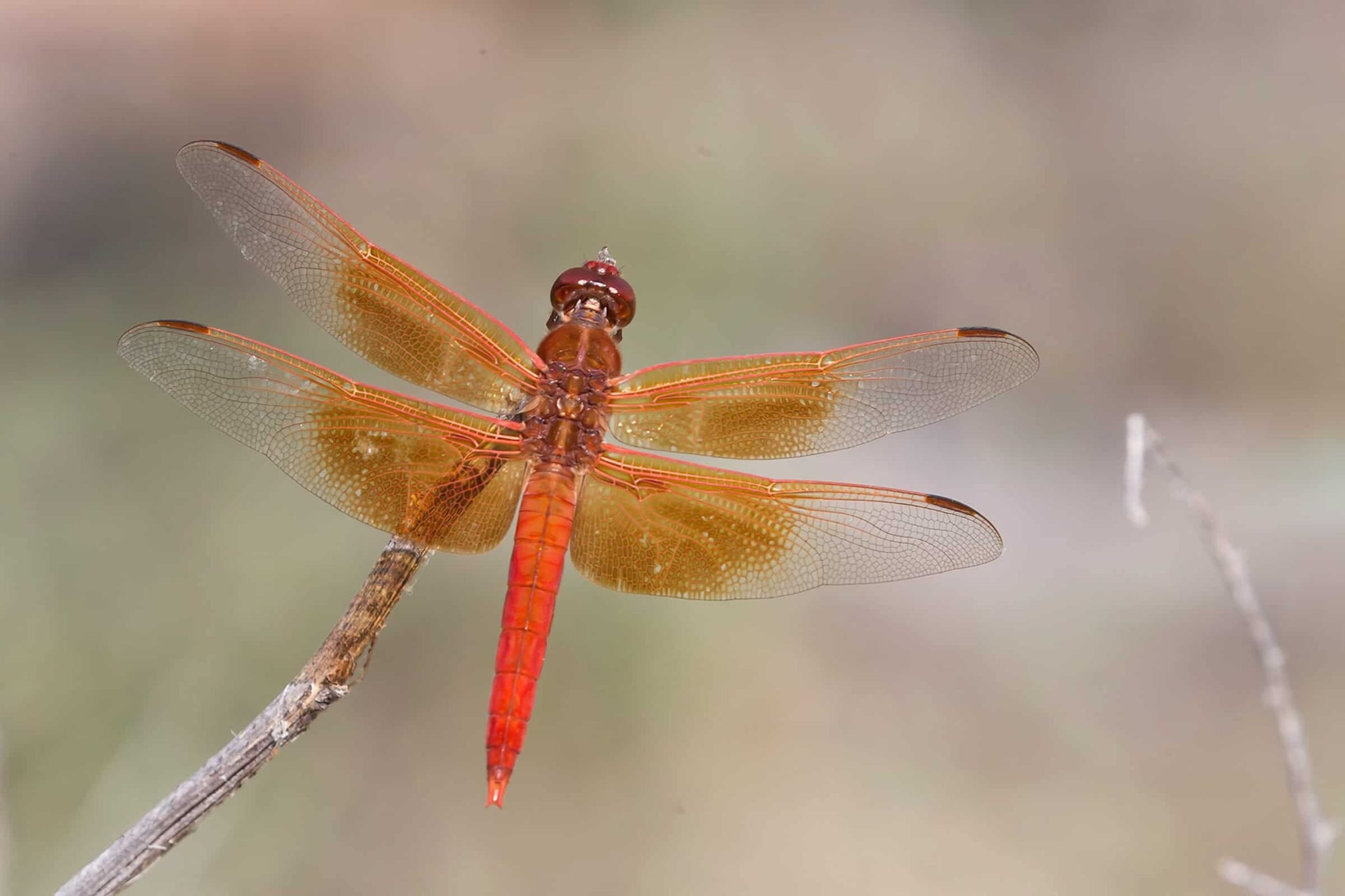 Flame Skimmer Dragonfly