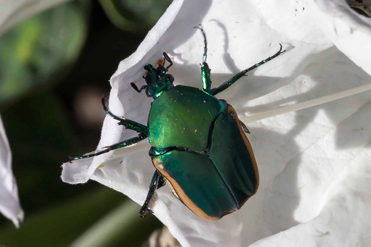 scvn-csi-gallery-fig-beetle