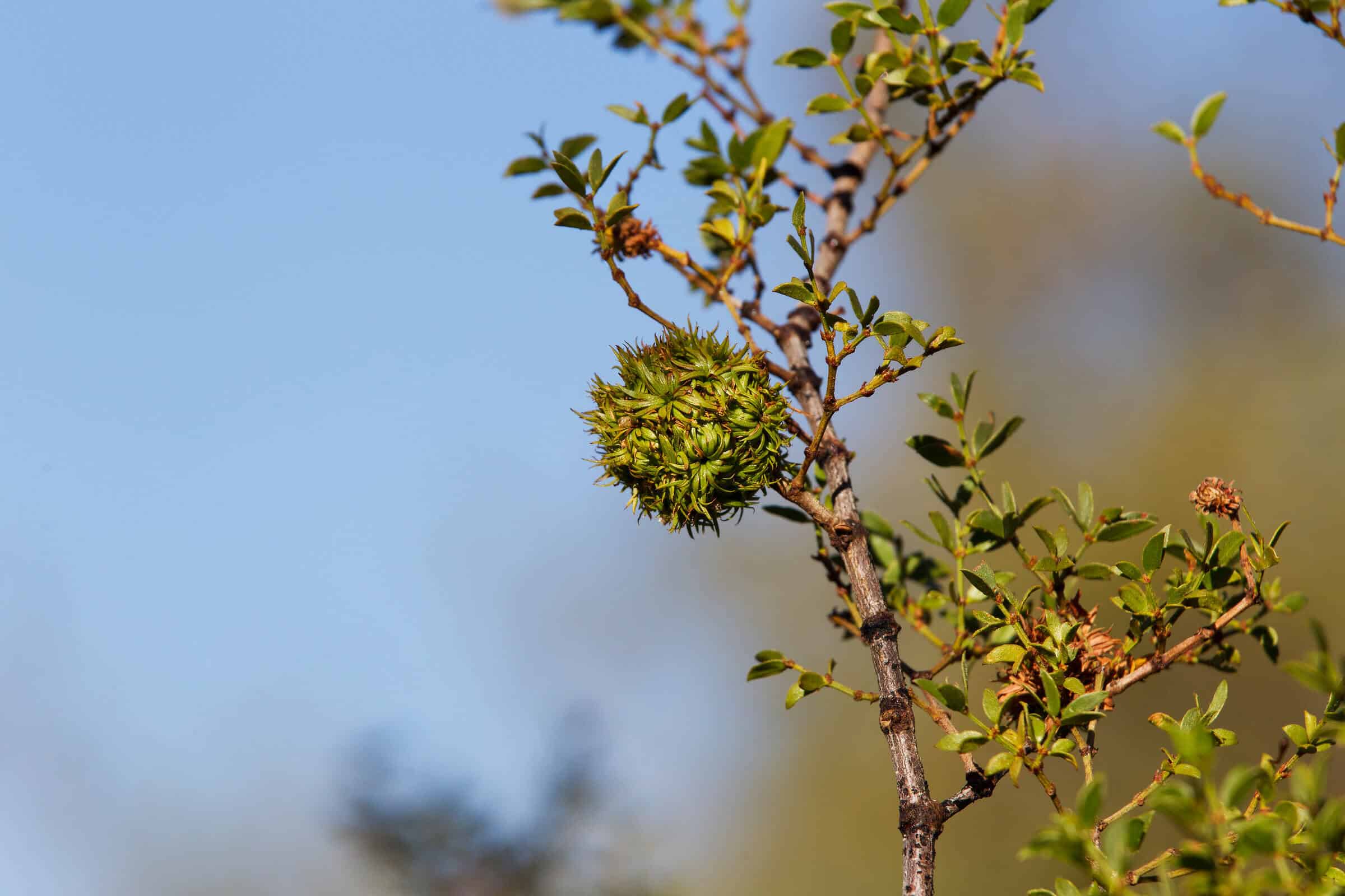 scvn-featured-tree-ball